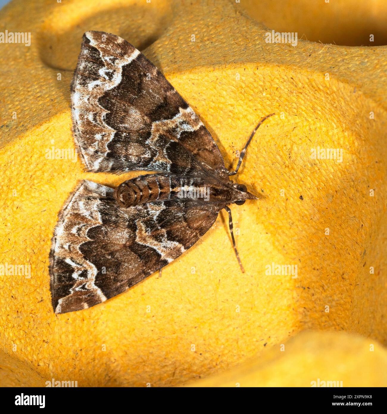 Adult Eulithis prunata, The Phoenix, a UK, night flying moth and garden ...