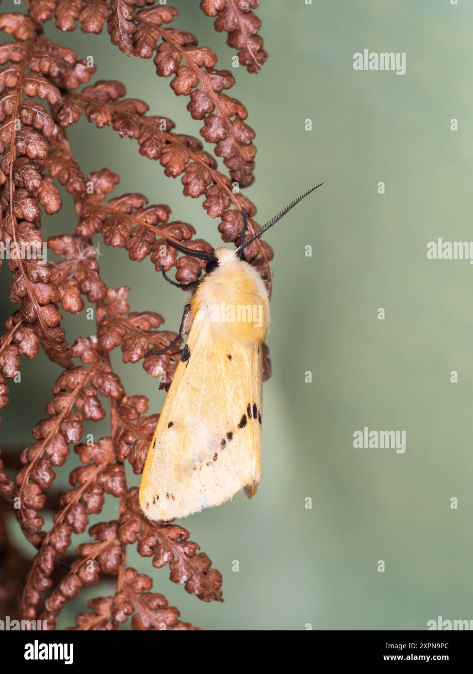 Adult, yellow brown Buff Ermine UK moth, Spilosoma luteum Stock Photo ...