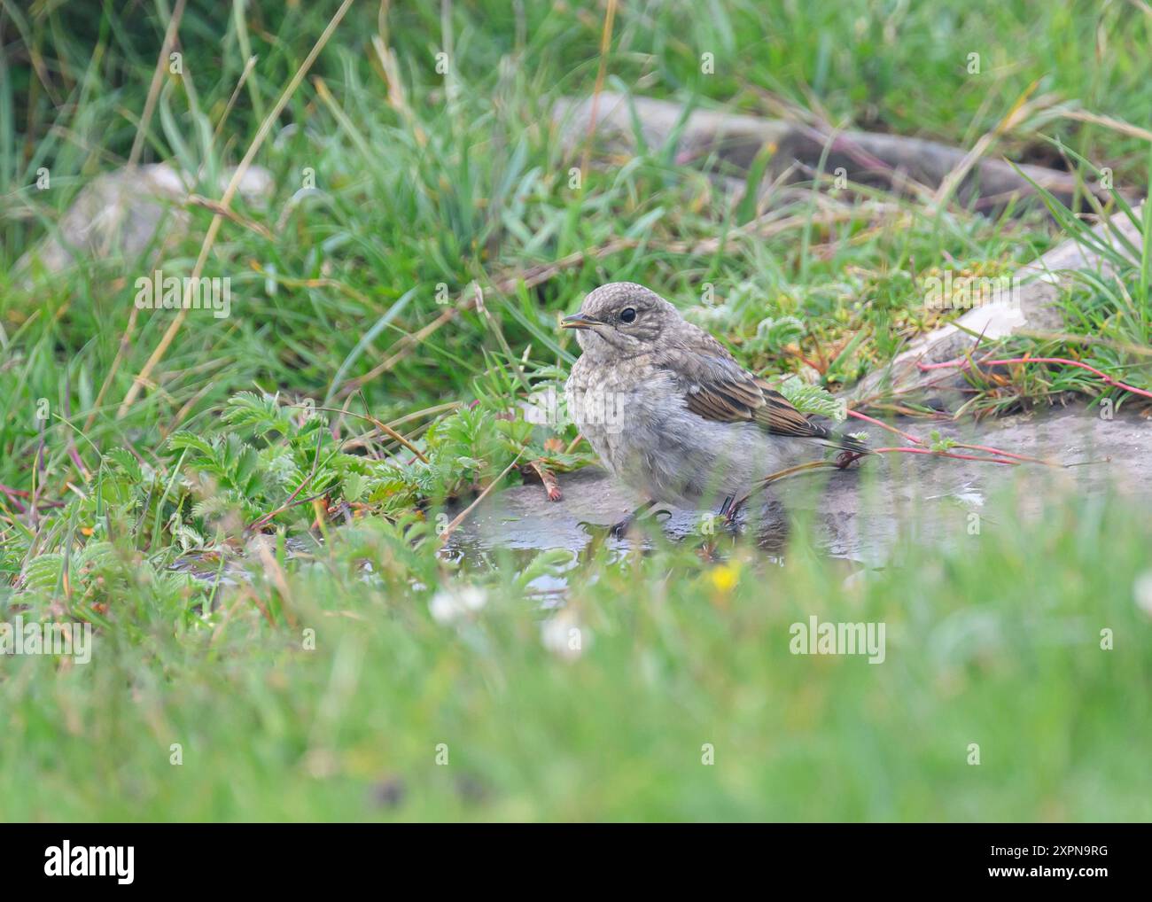 Bird photography image wheatear hi-res stock photography and images - Alamy