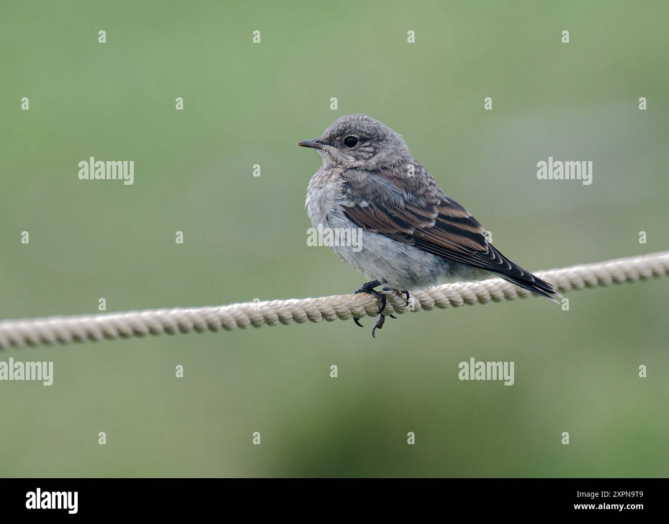 Bird photography image wheatear hi-res stock photography and images - Alamy
