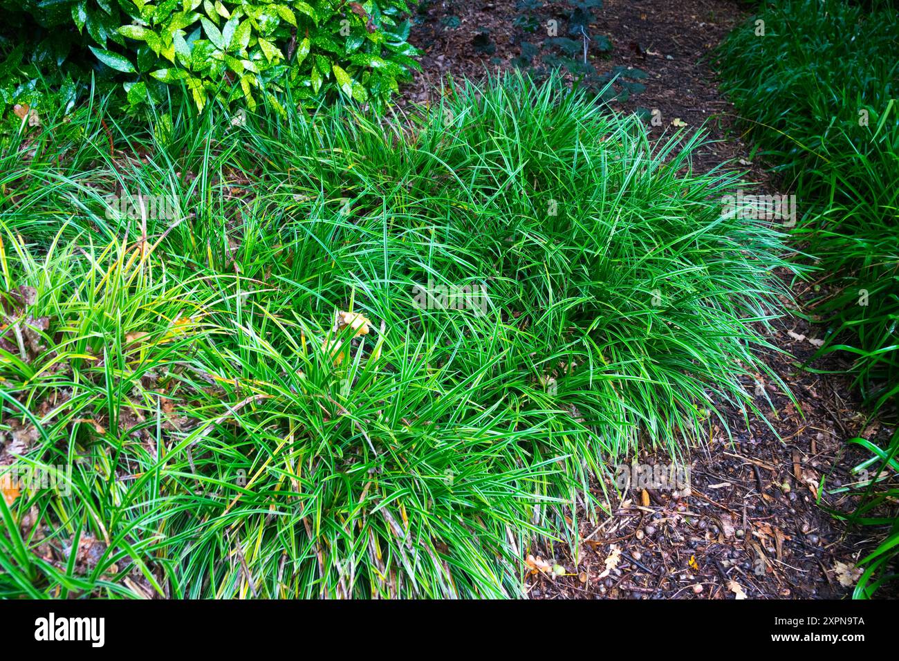 Japanese Grass Sedge, Carex morrowii "Variegata Stock Photo - Alamy