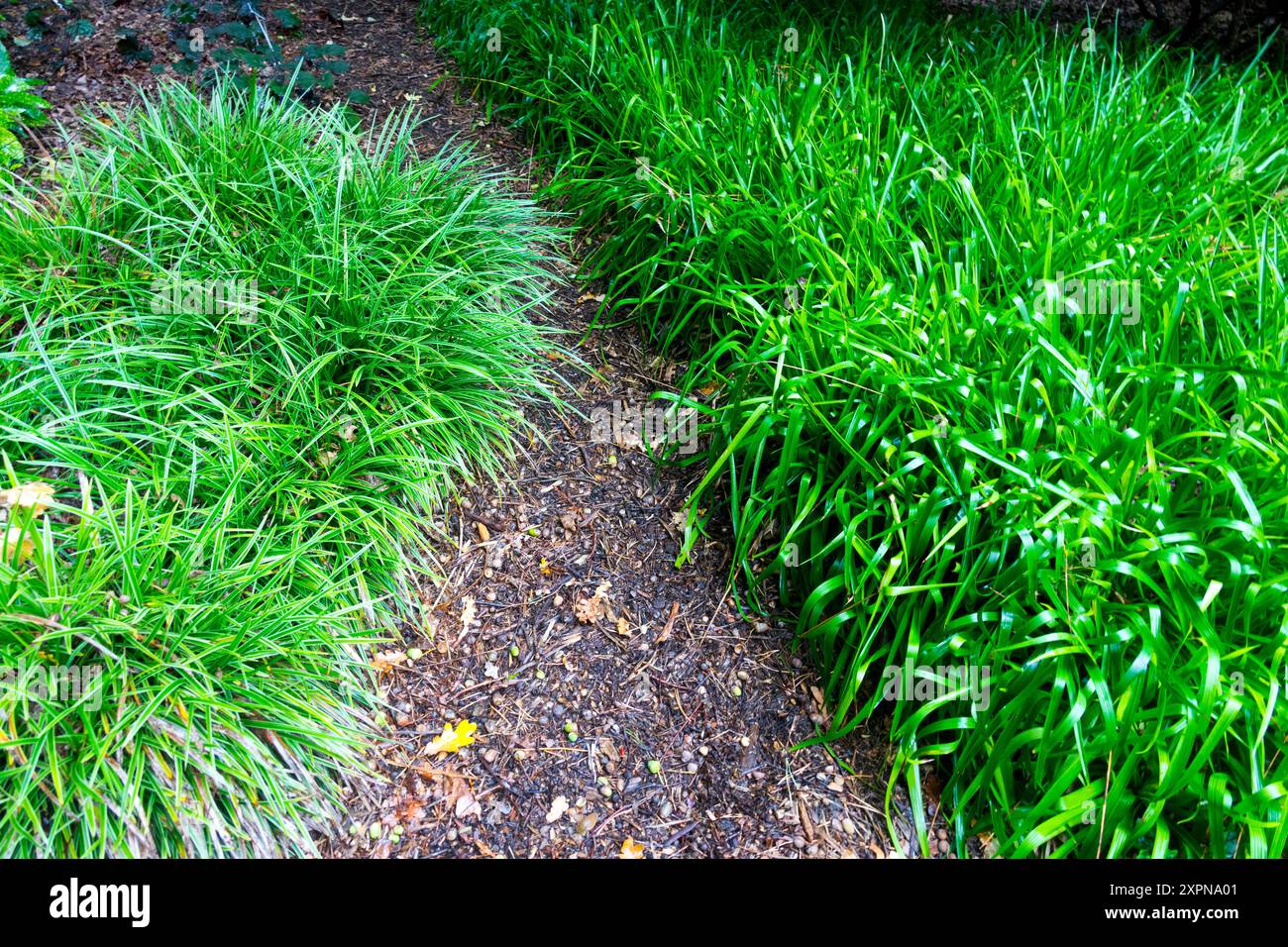 Japanese Grass Sedge, Carex morrowii "Variegata" Luzula sylvatica ...