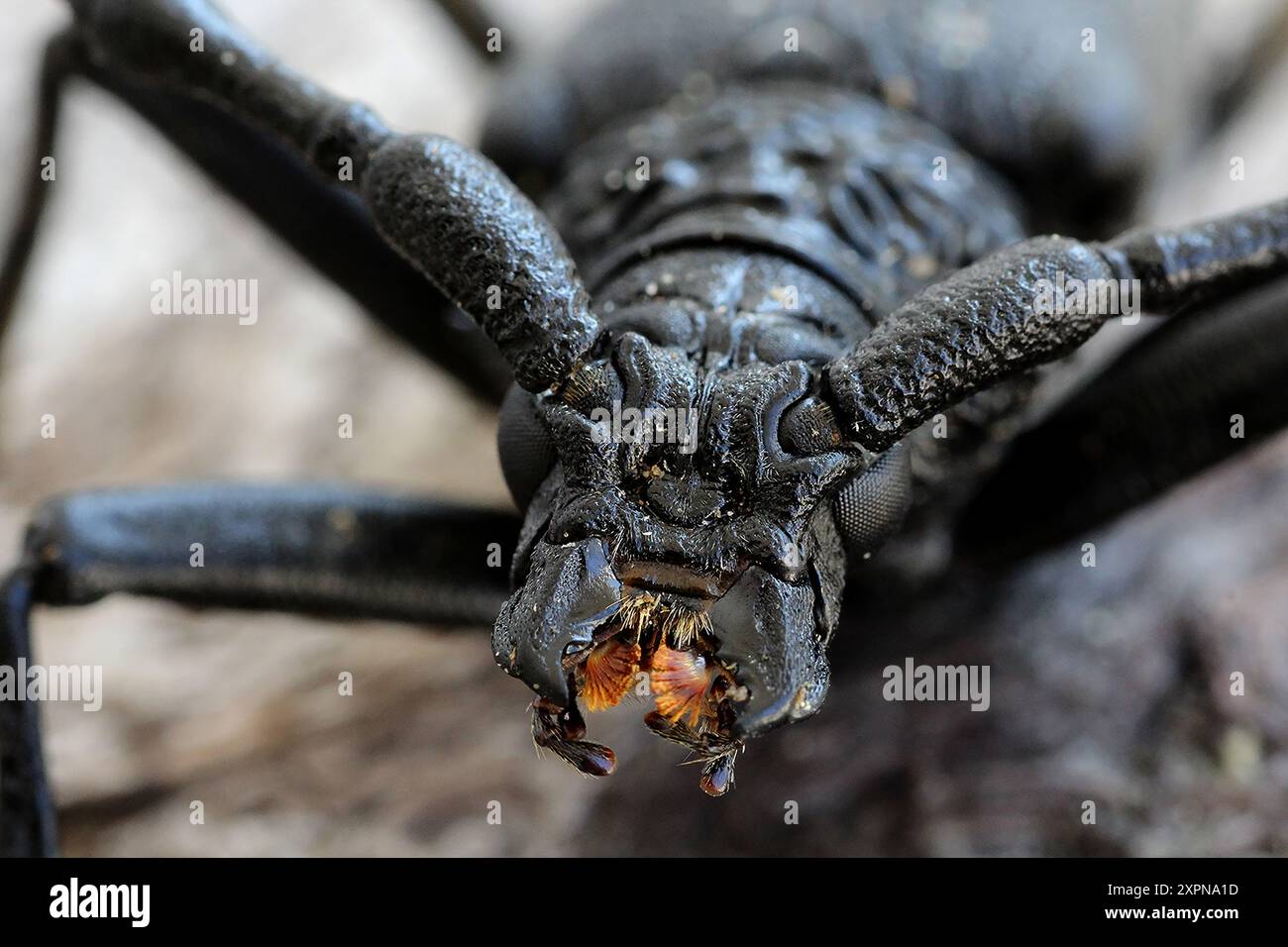 Detailed beetle body hi-res stock photography and images - Alamy