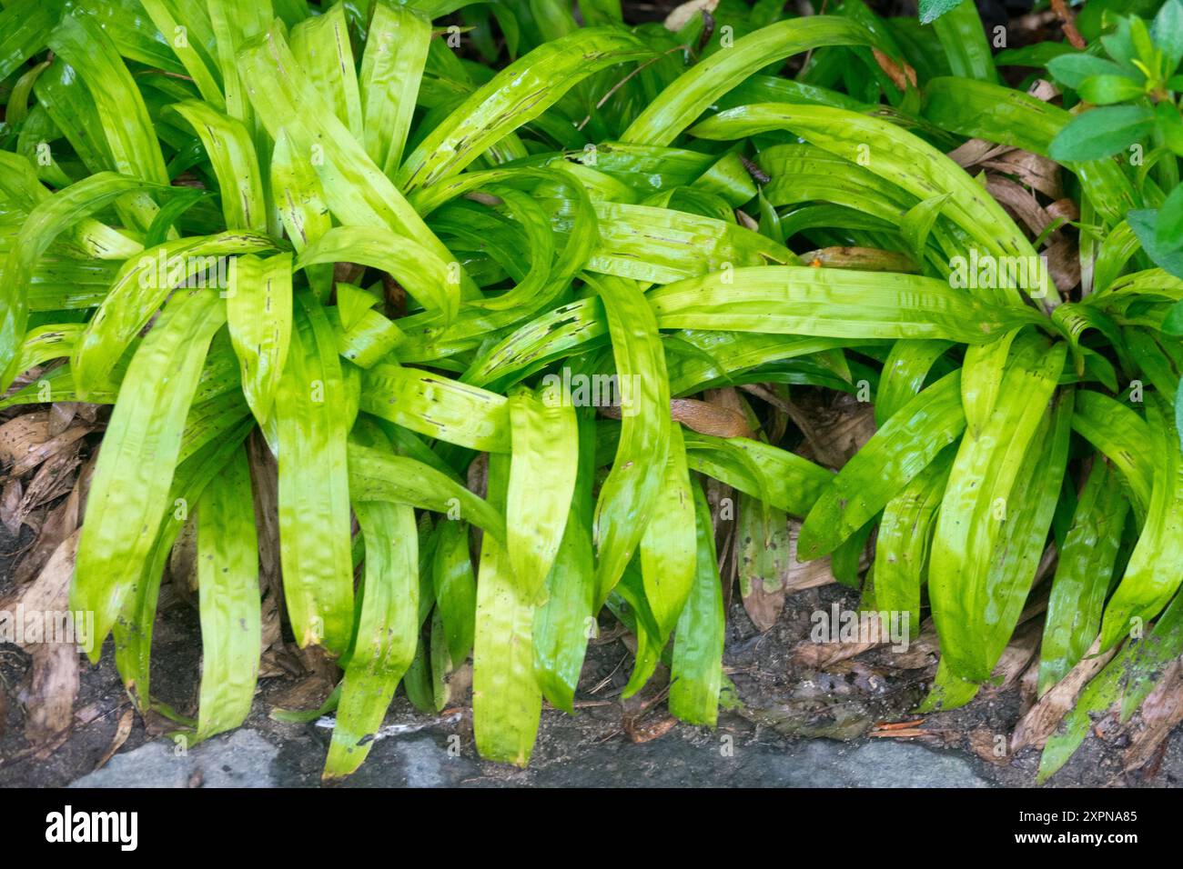 Carex plantaginea "Blue Ridge" Seersucker Sedge Plantainleaf Plantain ...