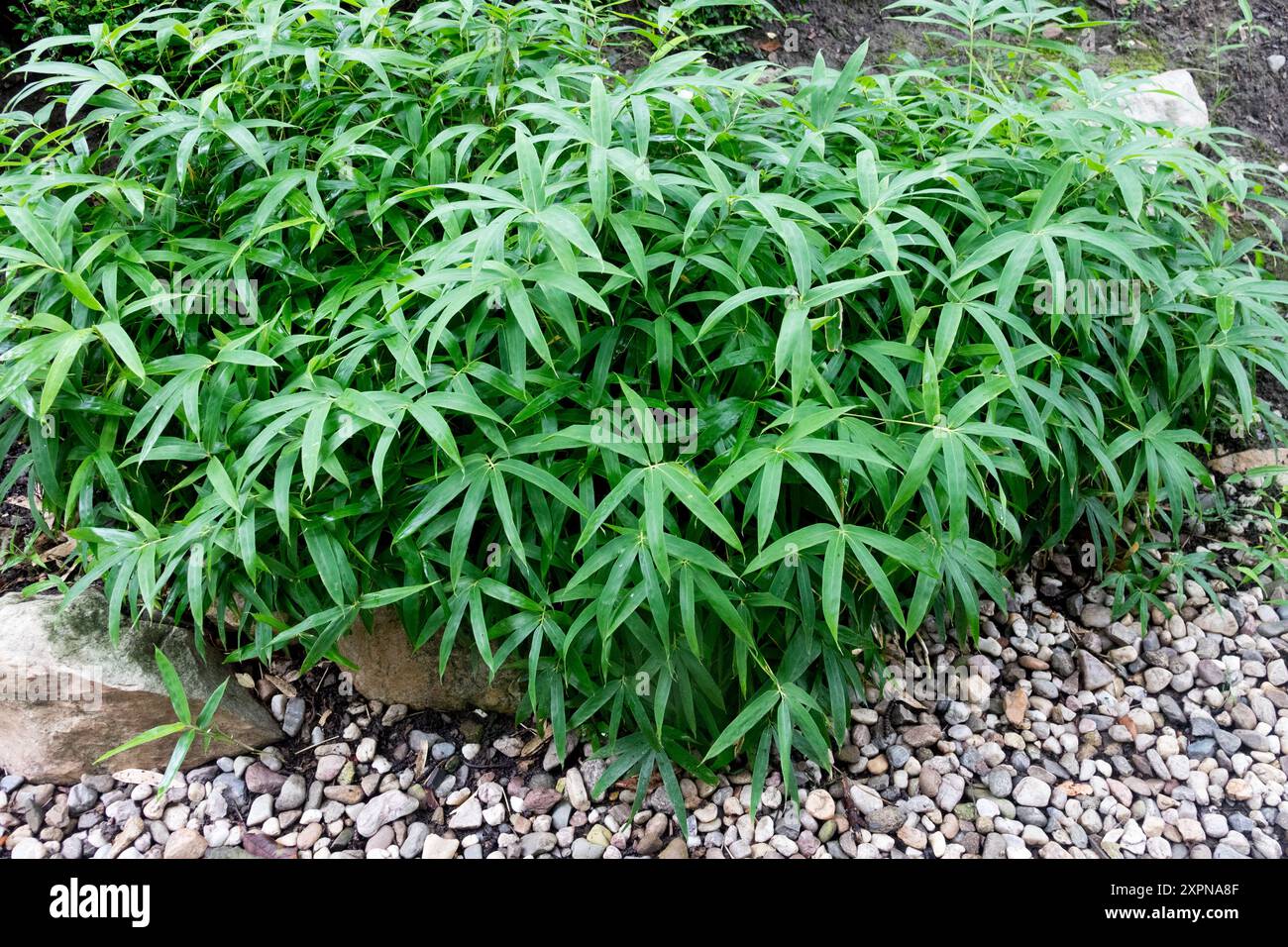 Dwarf fern leaf bamboo hi-res stock photography and images - Alamy