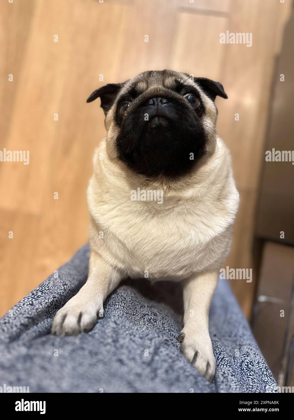 Begging pug hi-res stock photography and images - Alamy