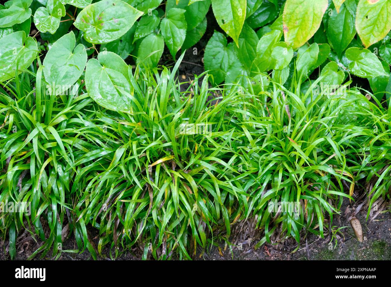 Hairy Wood Rush tiny Luzula pilosa 'Igel' Stock Photo - Alamy