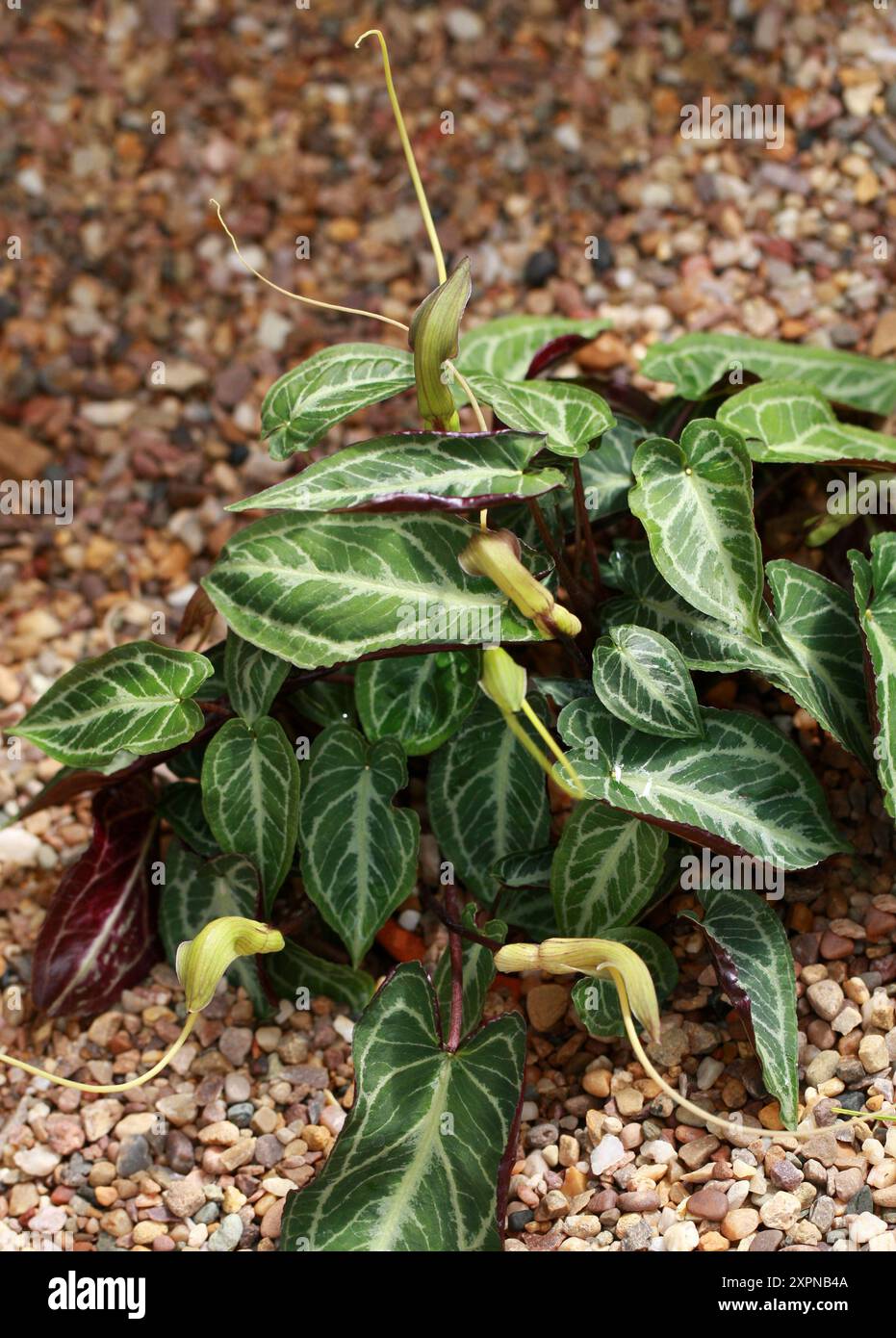 Dragon flower hi-res stock photography and images - Alamy