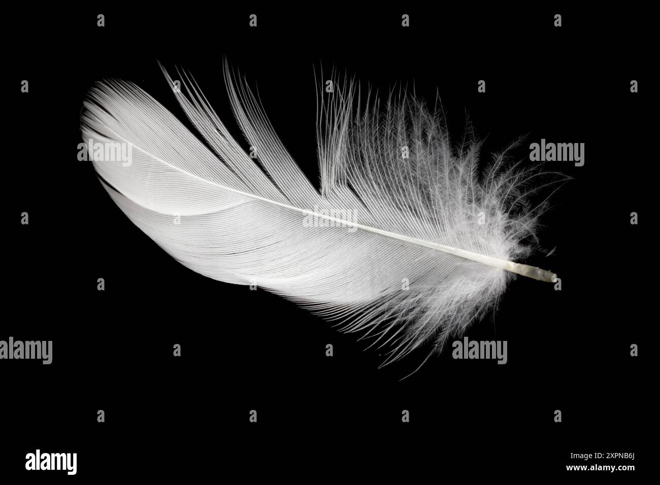white duck feathers isolated on black background Stock Photo - Alamy