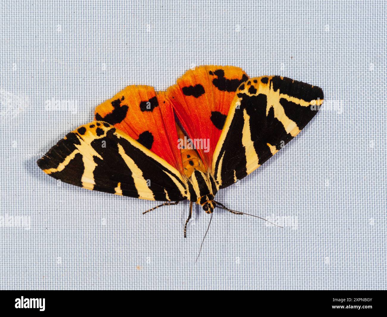 UK Jersey Tiger moth, Euplagia quadripunctaria, with forewings extended ...