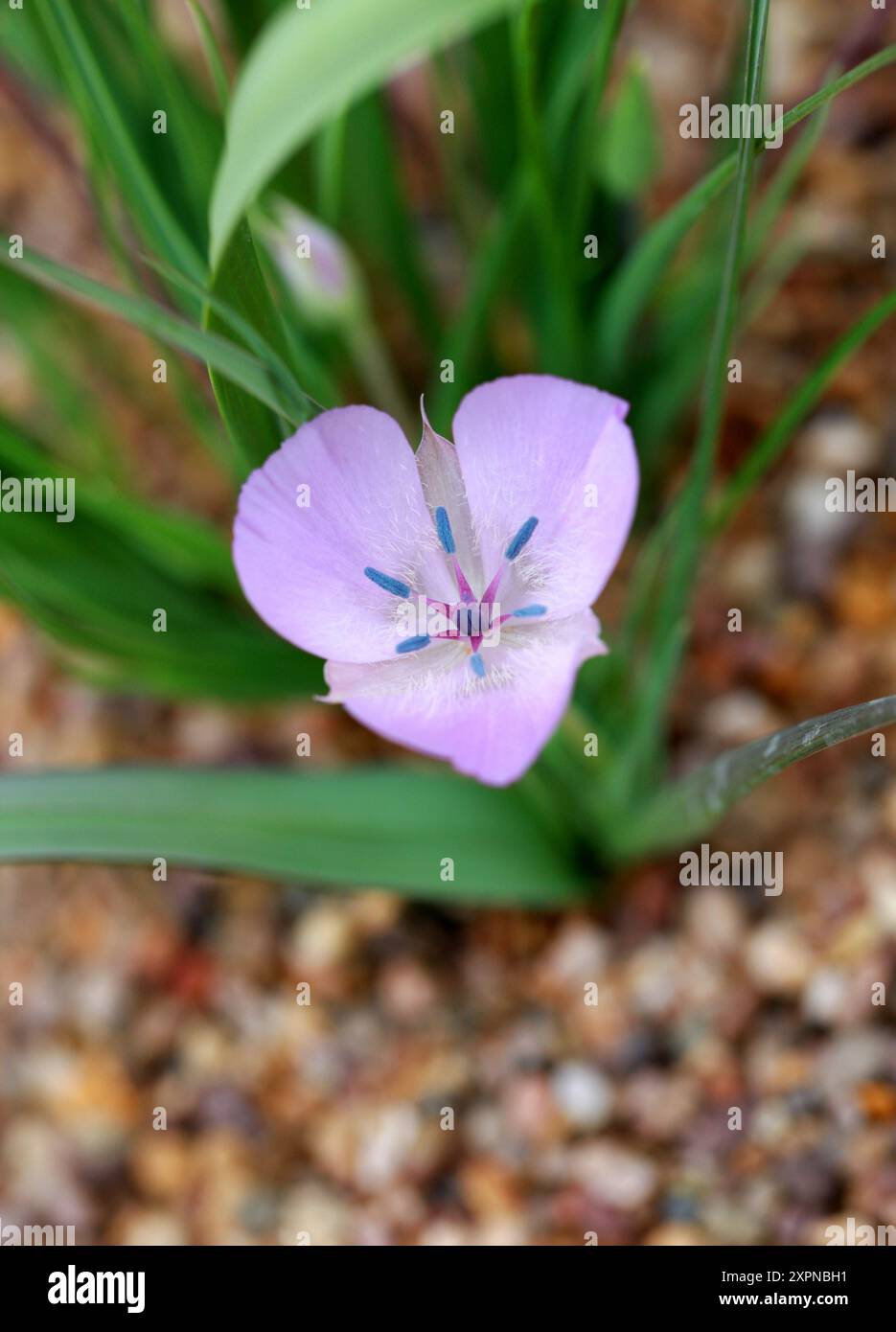 Large flowered star tulip hi-res stock photography and images - Alamy