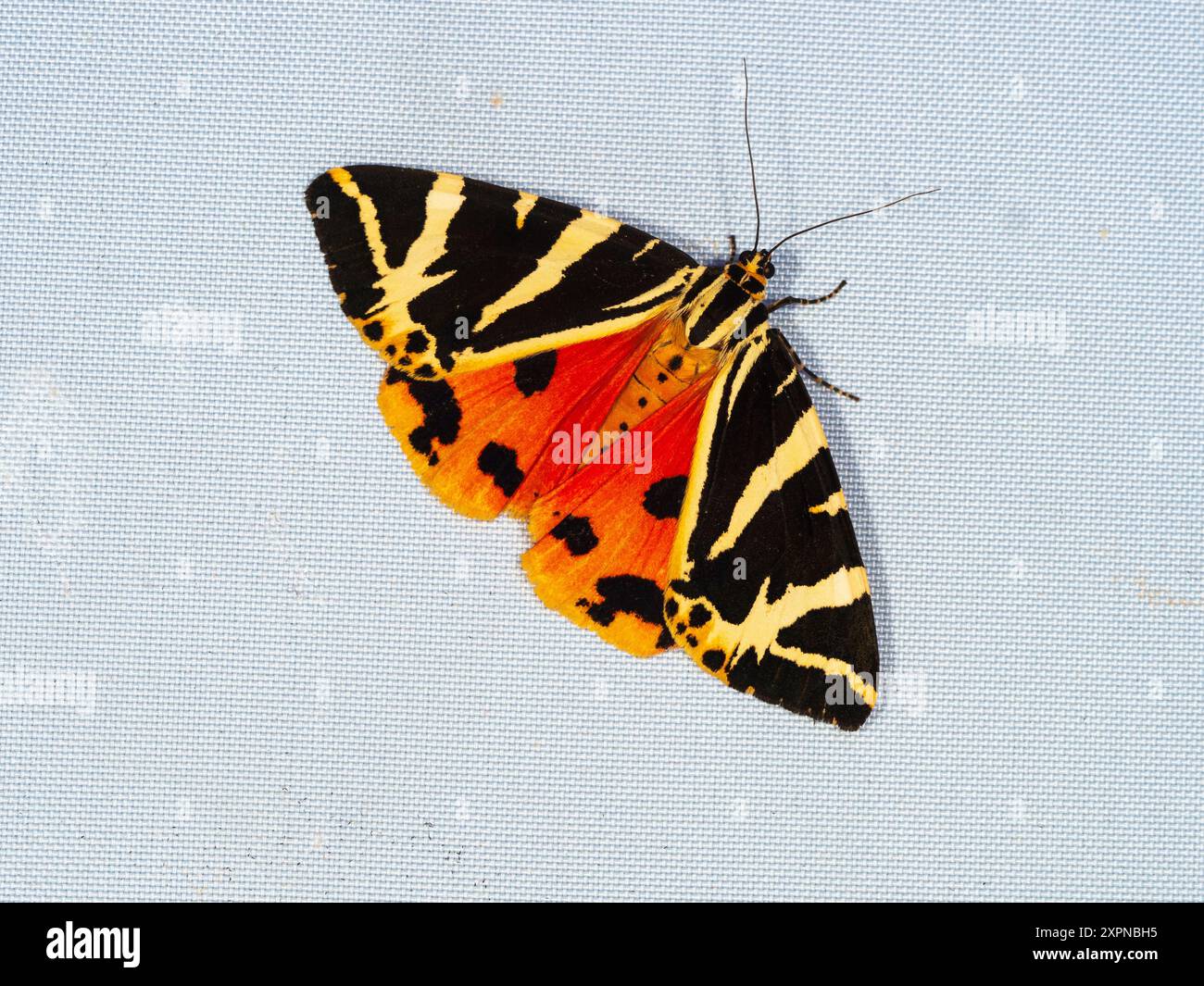UK Jersey Tiger moth, Euplagia quadripunctaria, with forewings extended ...