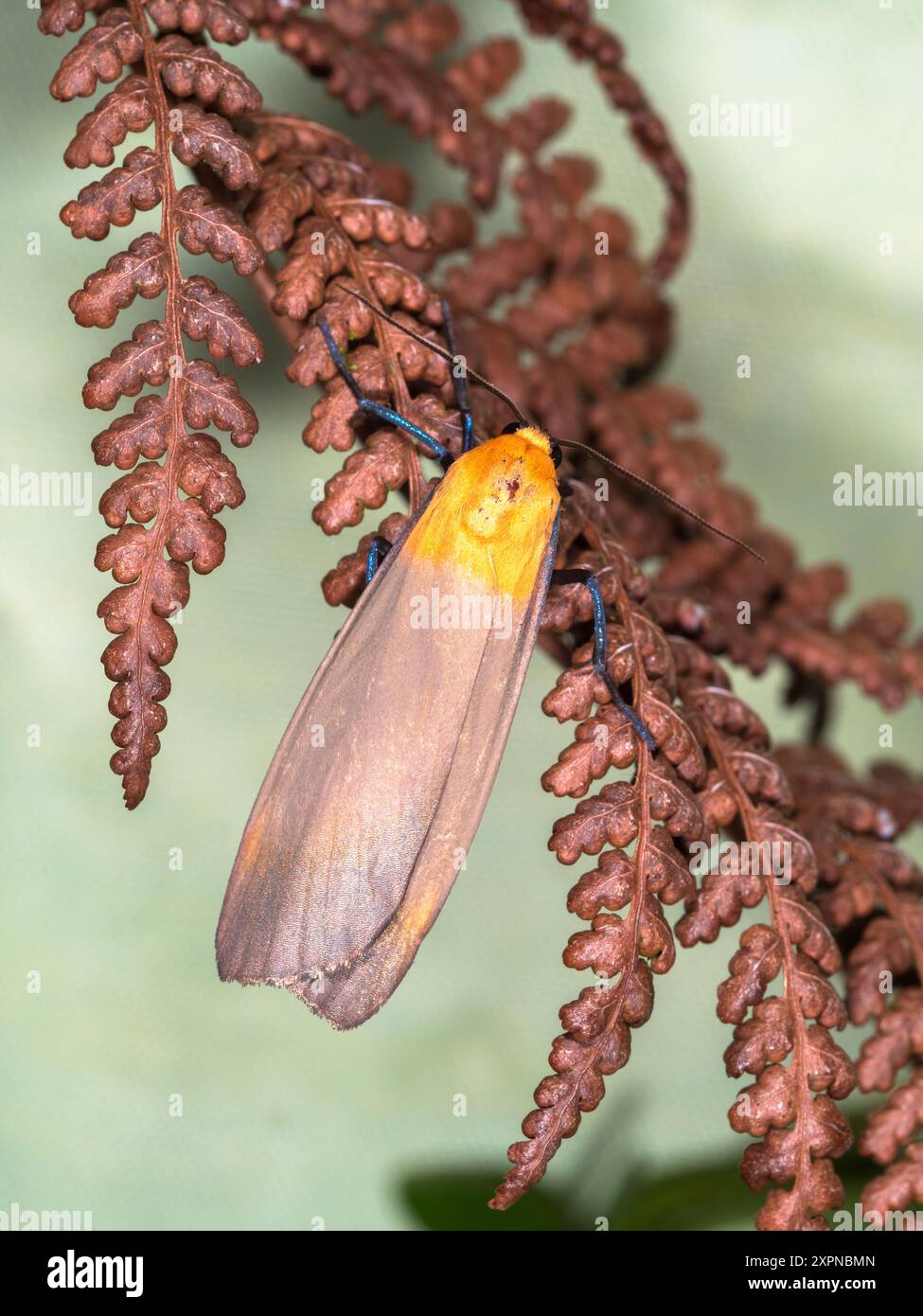 Adult male four-spotted footman moth, Lithosia quadra, a UK garden ...