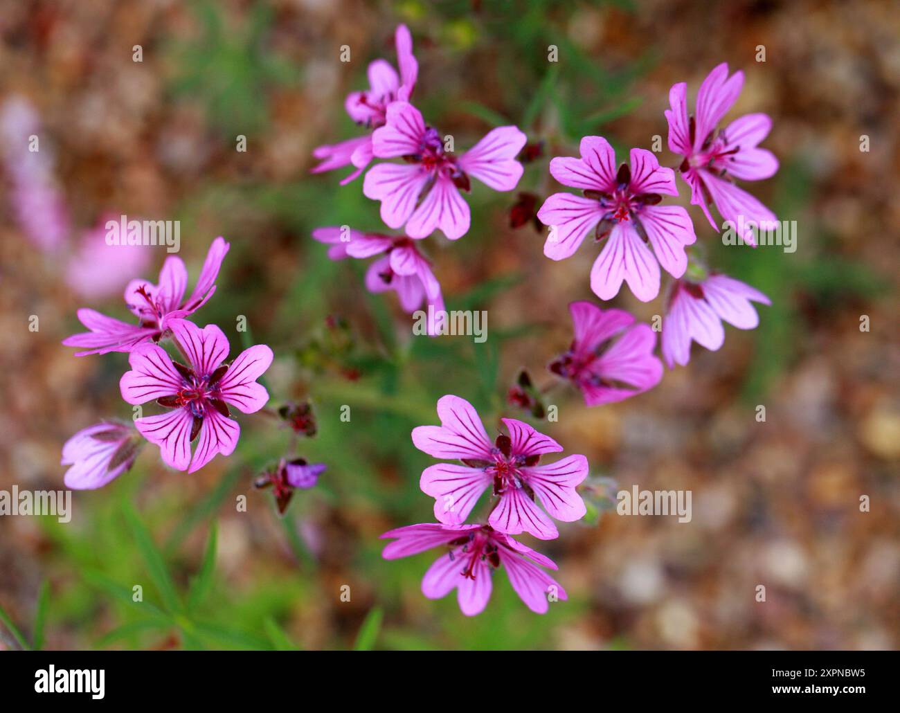 Geranium linearilobum subsp. transversale, syn. Geranium transversale ...