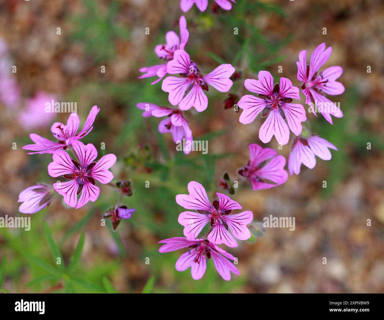 Geranium linearilobum subsp. transversale, syn. Geranium transversale ...