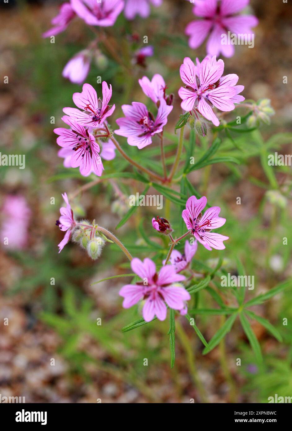 Geranium linearilobum subsp. transversale, syn. Geranium transversale ...