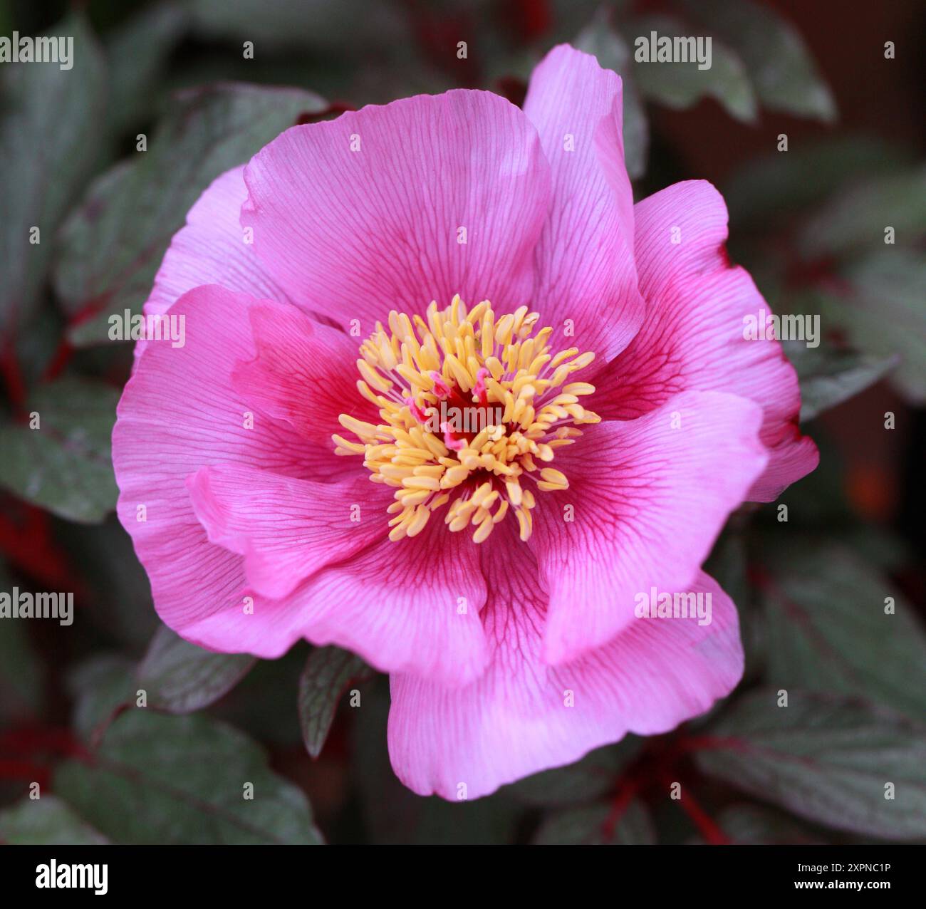 Root of herbaceous peony hi-res stock photography and images - Alamy