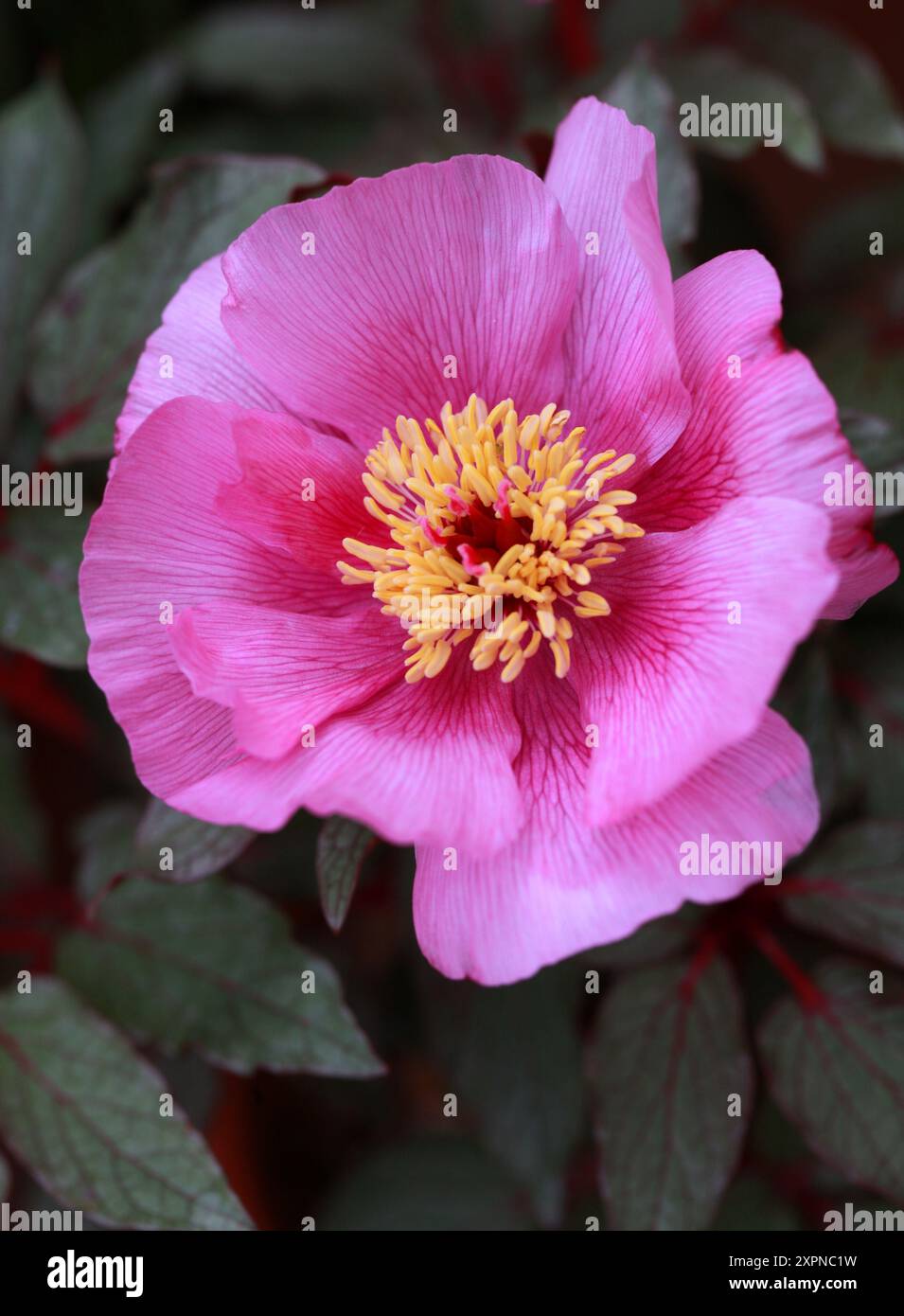 Balearic Peony or Majorcan Peony, Paeonia cambessedesii, Paeoniaceae ...