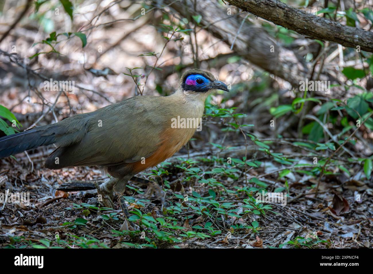 Giant coua (Coua gigas), bird species from the coua genus in cuckoo ...