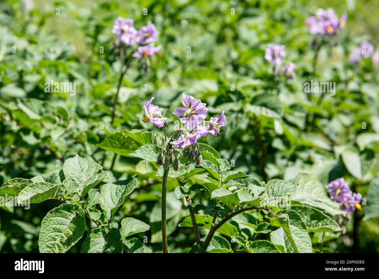 Farm potato plantation fields hi-res stock photography and images - Alamy