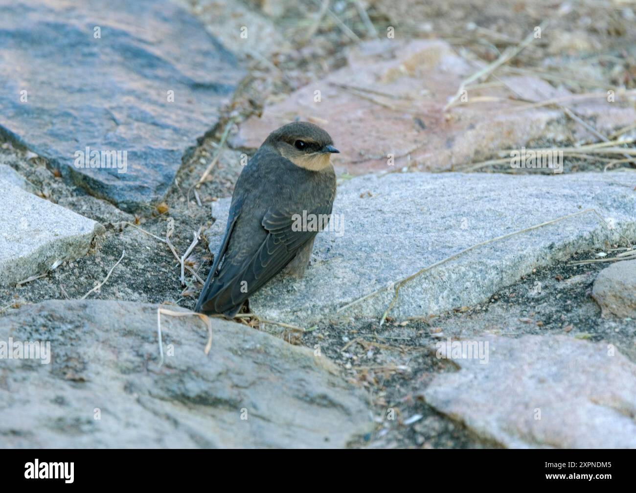 A Rock Martin rests taking a break from building their mud pellet nest ...