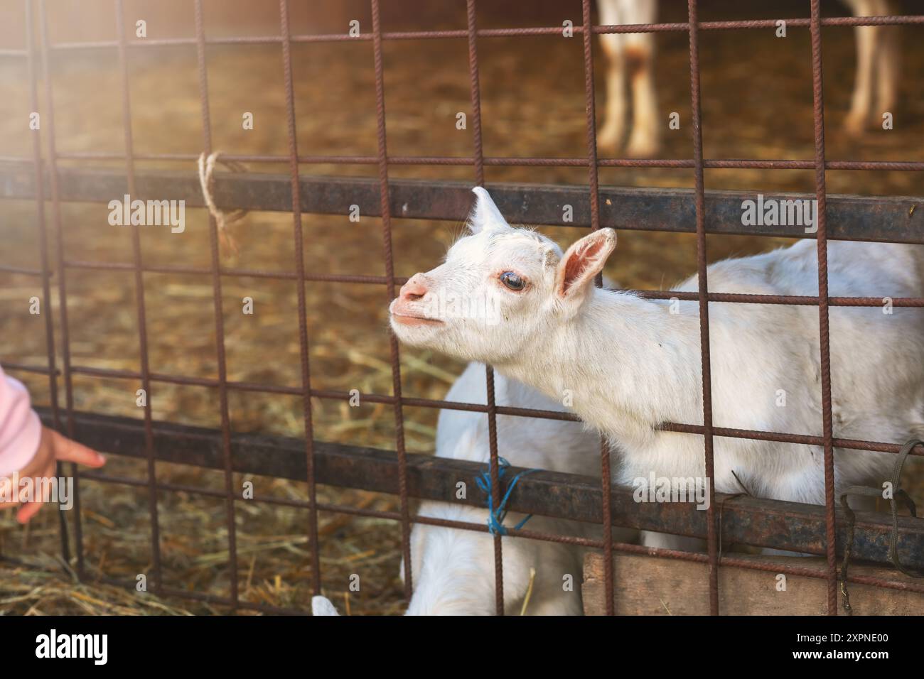 Baby goats in enclosure hi-res stock photography and images - Alamy