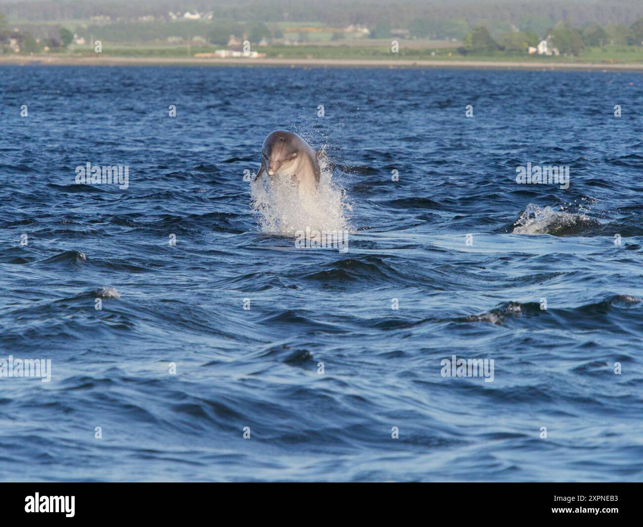 Dolphin watching moray firth hi-res stock photography and images - Alamy