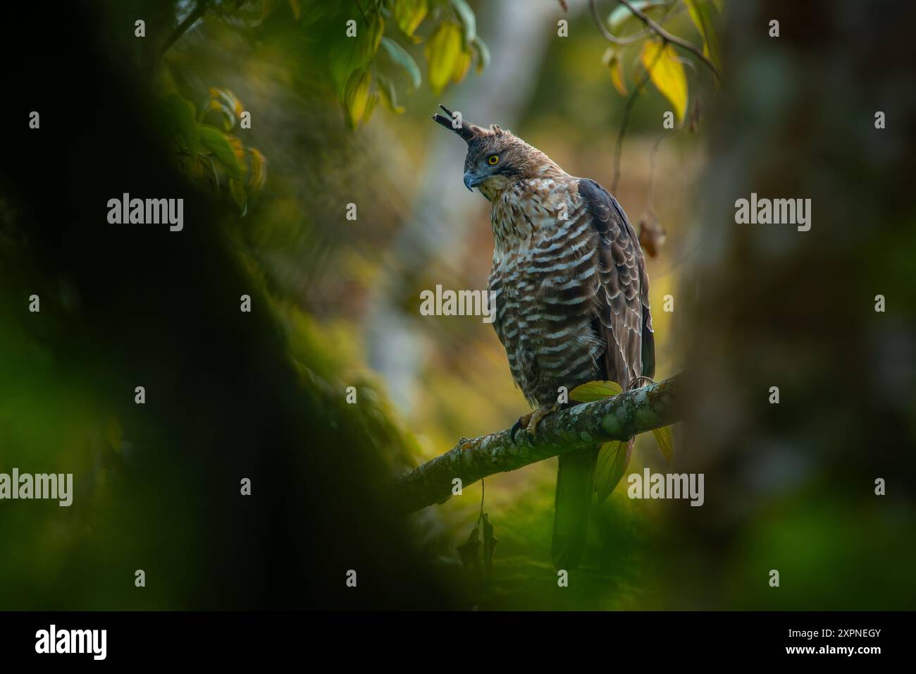 Female javan hawk-eagle (nisaetus bartelsi) perching on mossy tree ...