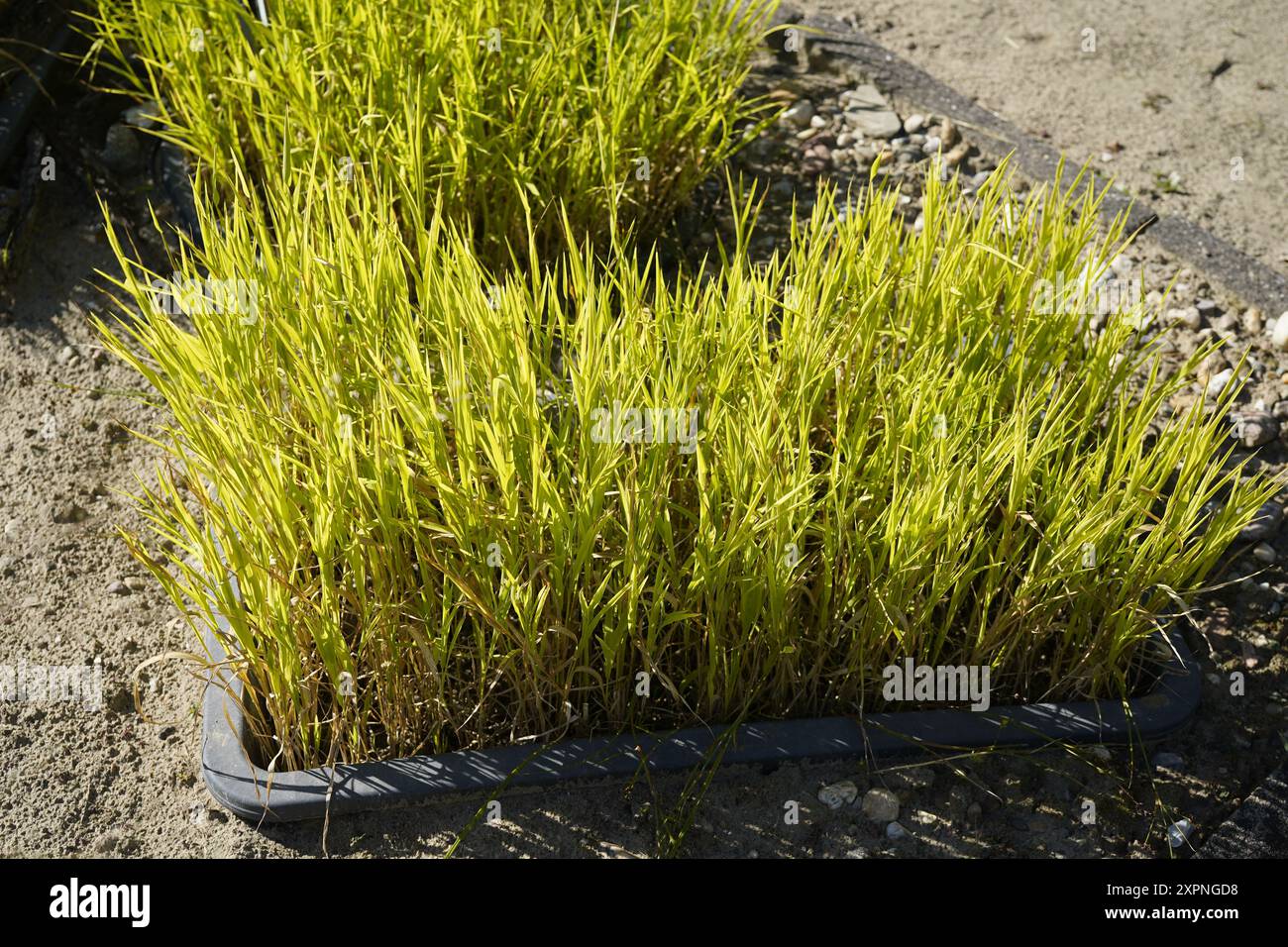 Planted rice hi-res stock photography and images - Alamy