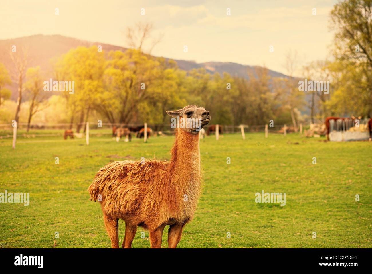 Alpaca on animal fram. High quality photo Stock Photo - Alamy