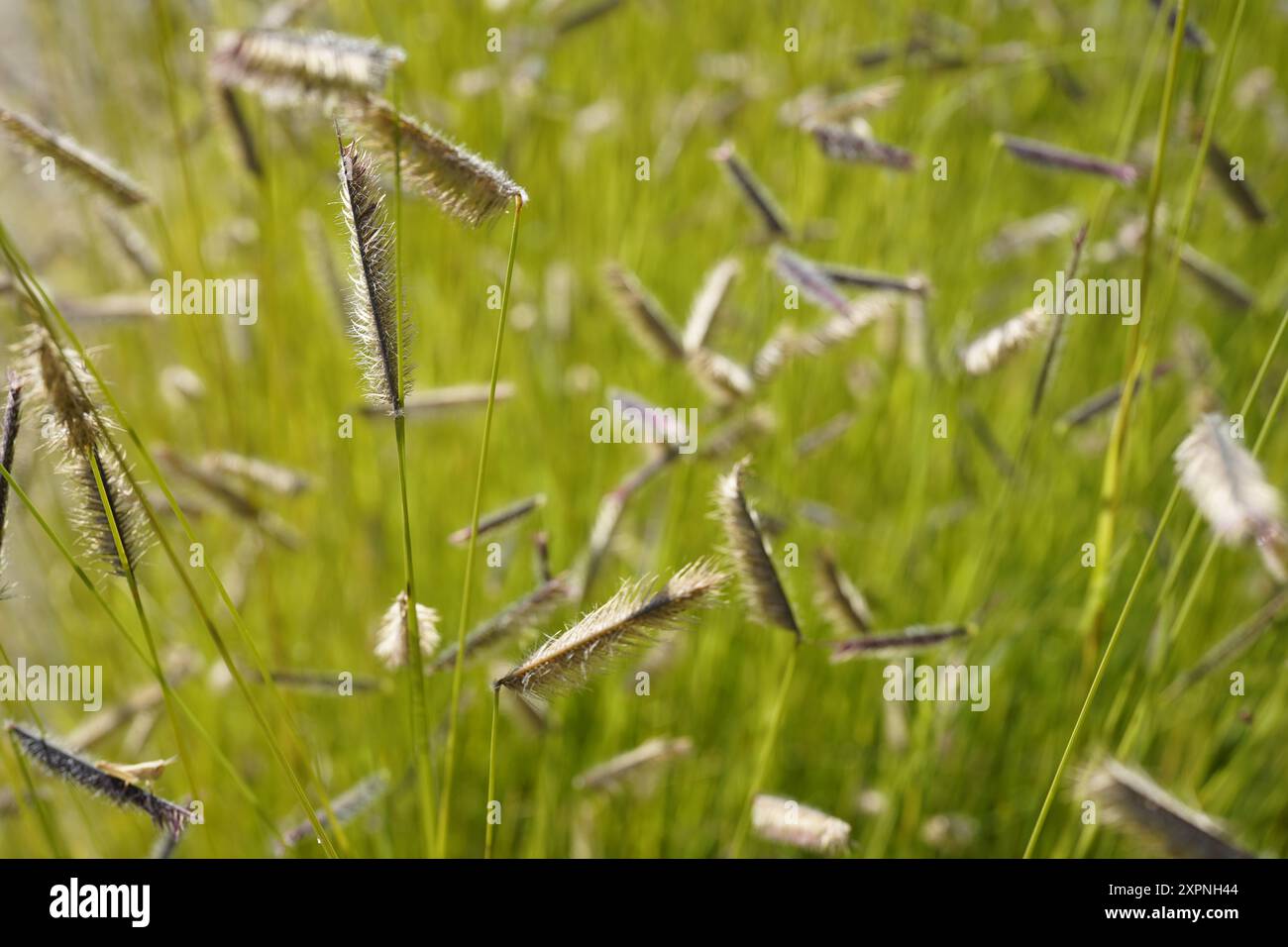 Mosquito family hi-res stock photography and images - Alamy