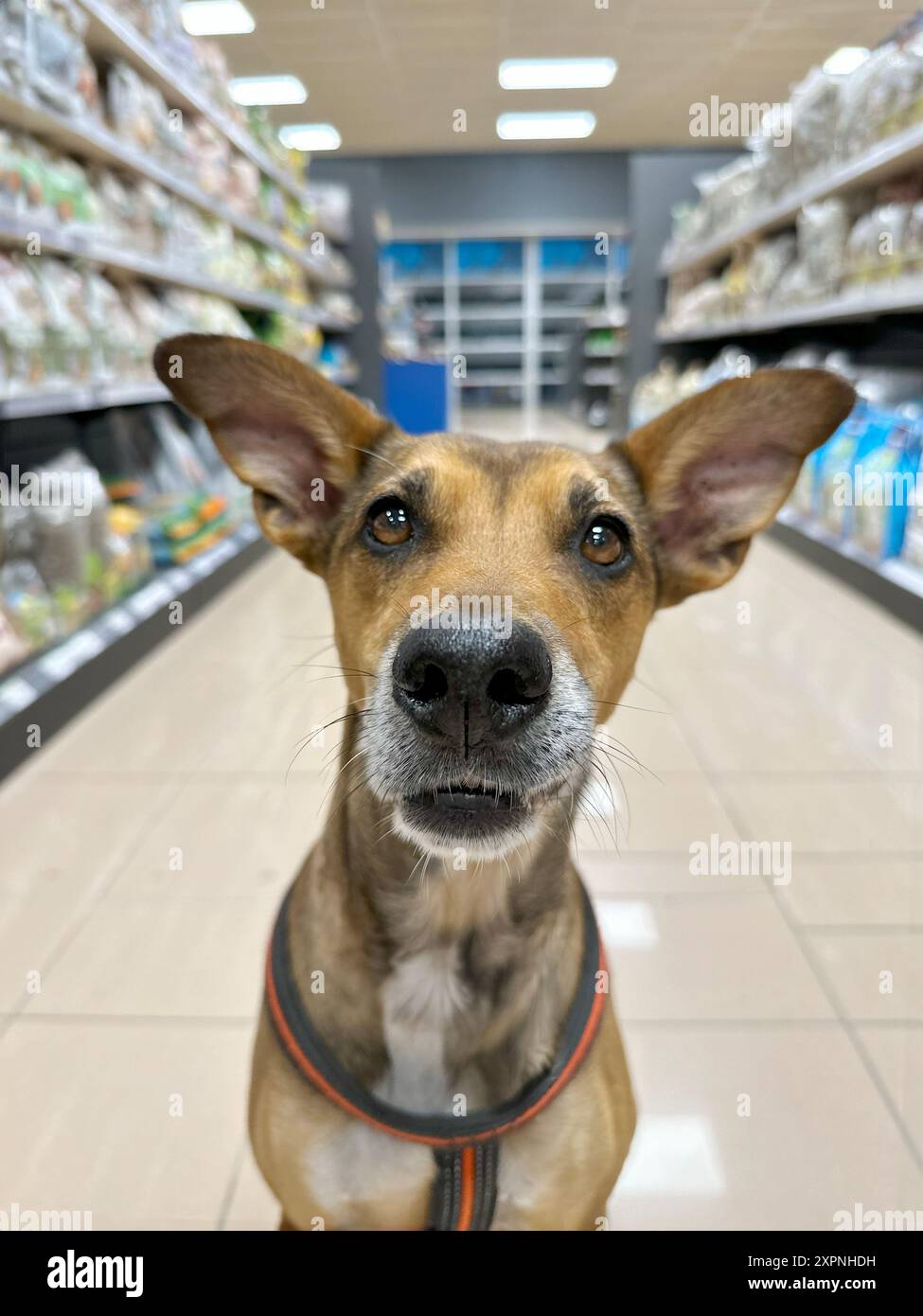 Mixed-breed dog inside a supermarket or pet store going shopping Stock ...