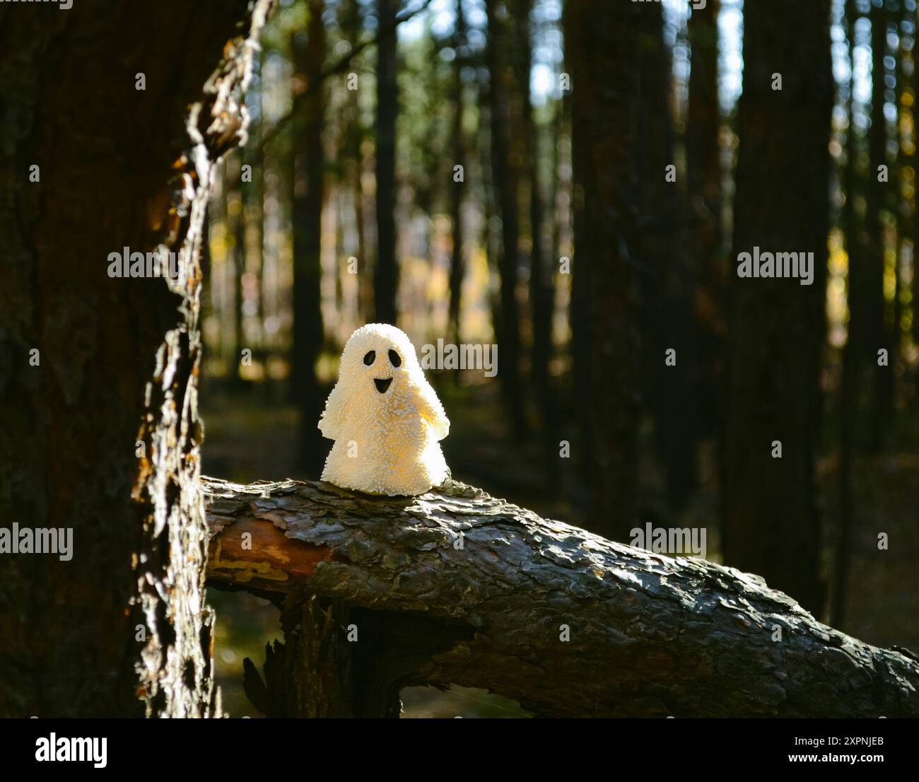 Sunlit tree trunk stands hi-res stock photography and images - Alamy