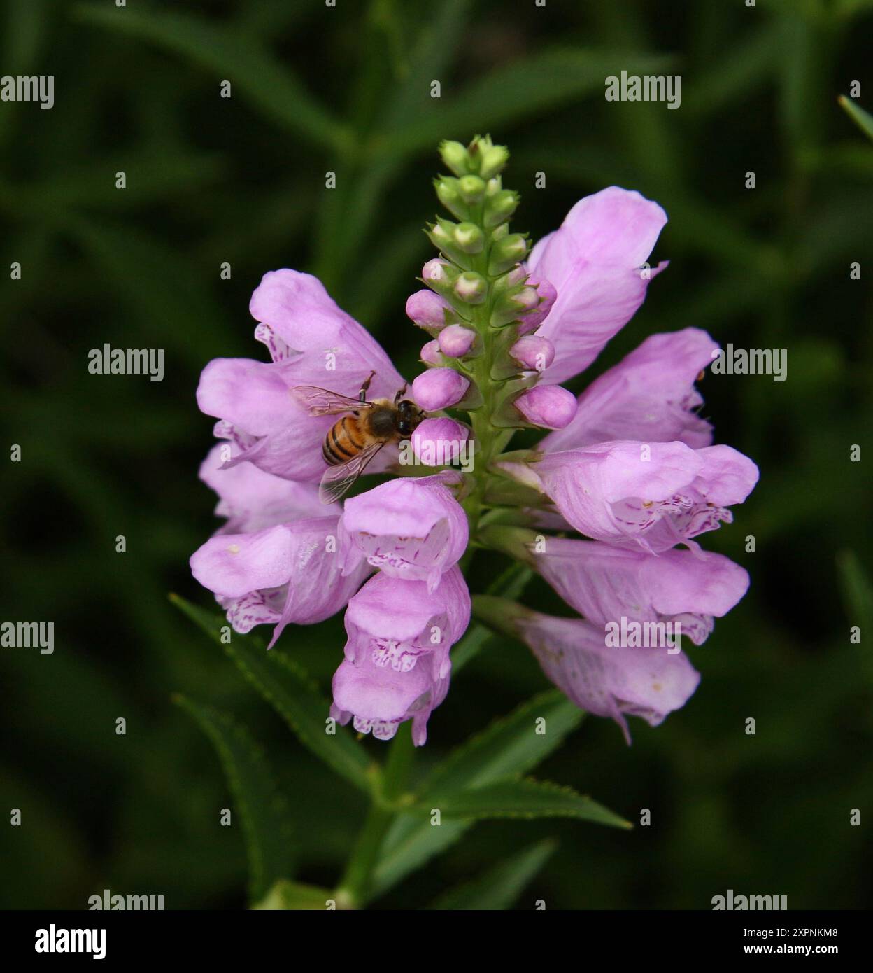 Pink pollinator plant hi-res stock photography and images - Alamy