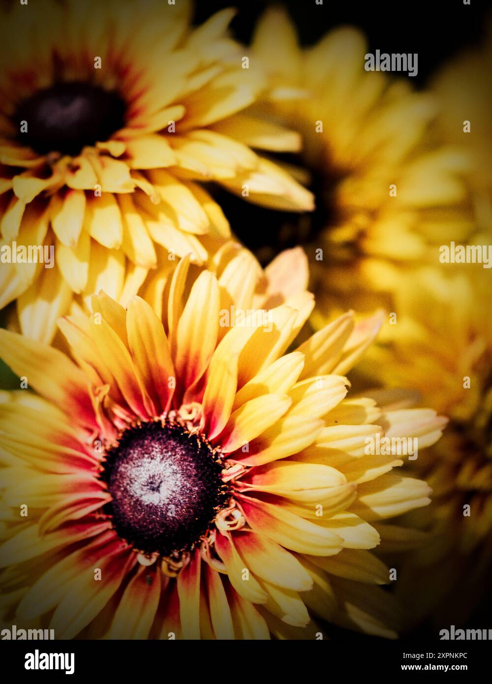 Yellow flowers on display in the flower festival at Blenheim Palace ...