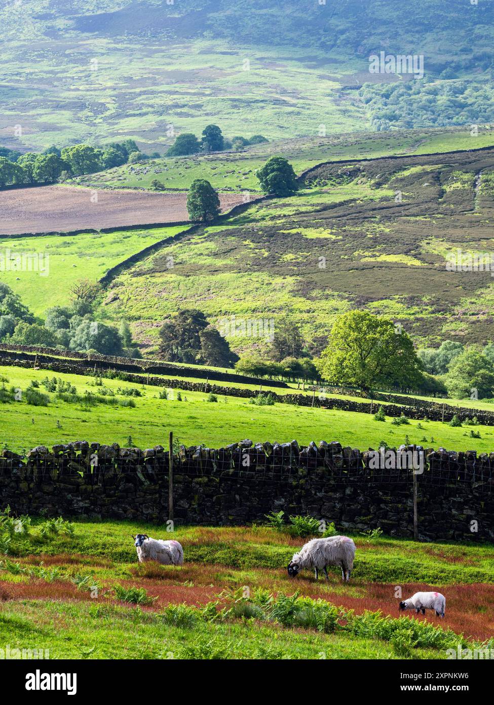 Farms in North York Moors National Park, Yorkshire, England Stock Photo ...