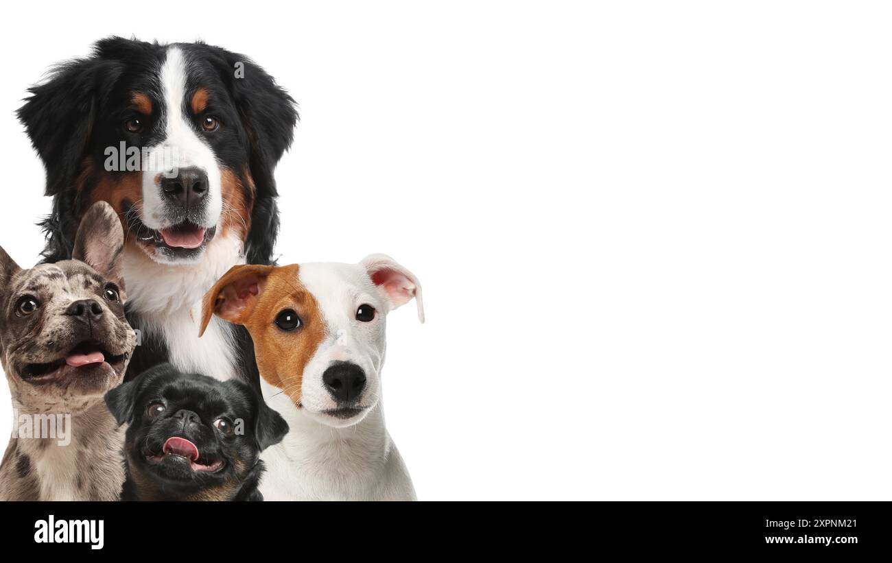 Adorable dogs on white background. Banner design with space for text ...