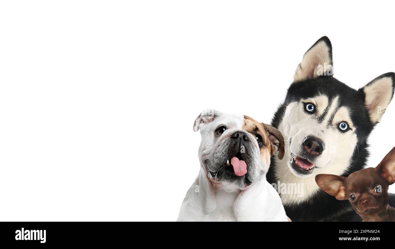 Adorable dogs on white background. Banner design with space for text ...