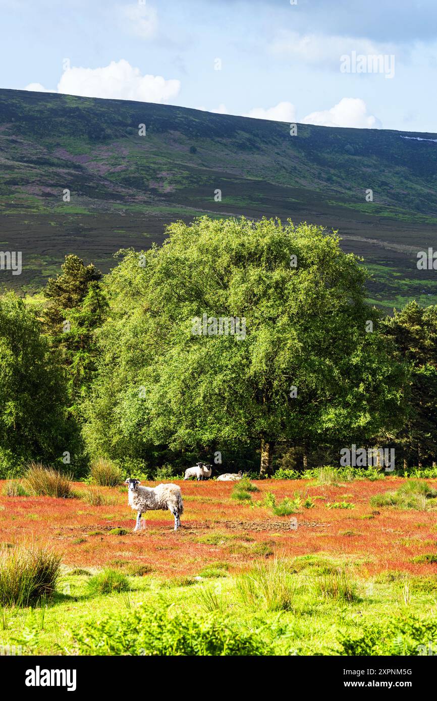 Farms in North York Moors National Park, Yorkshire, England Stock Photo ...