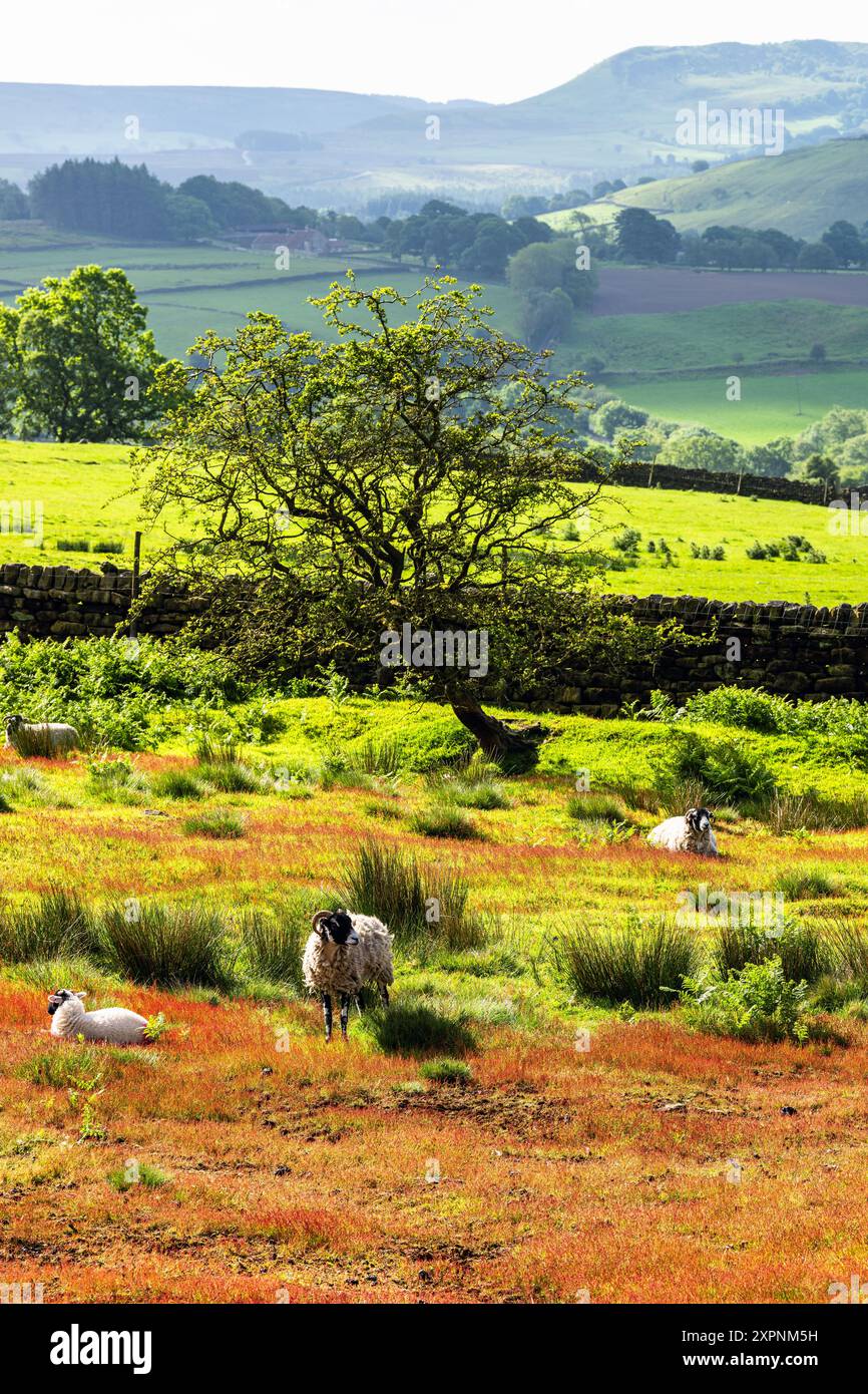Farms in North York Moors National Park, Yorkshire, England Stock Photo ...