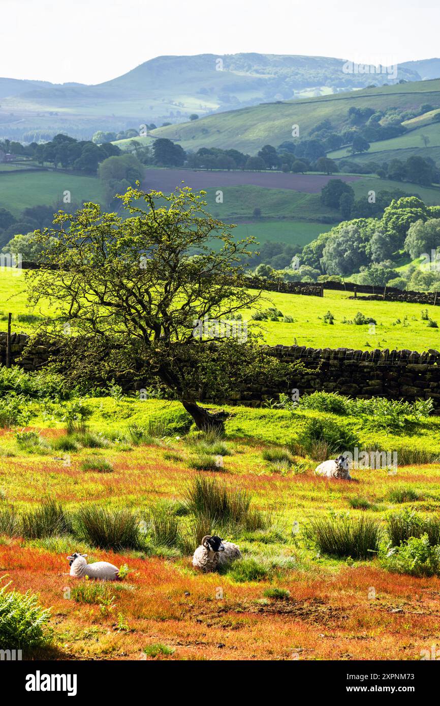 Farms in North York Moors National Park, Yorkshire, England Stock Photo ...