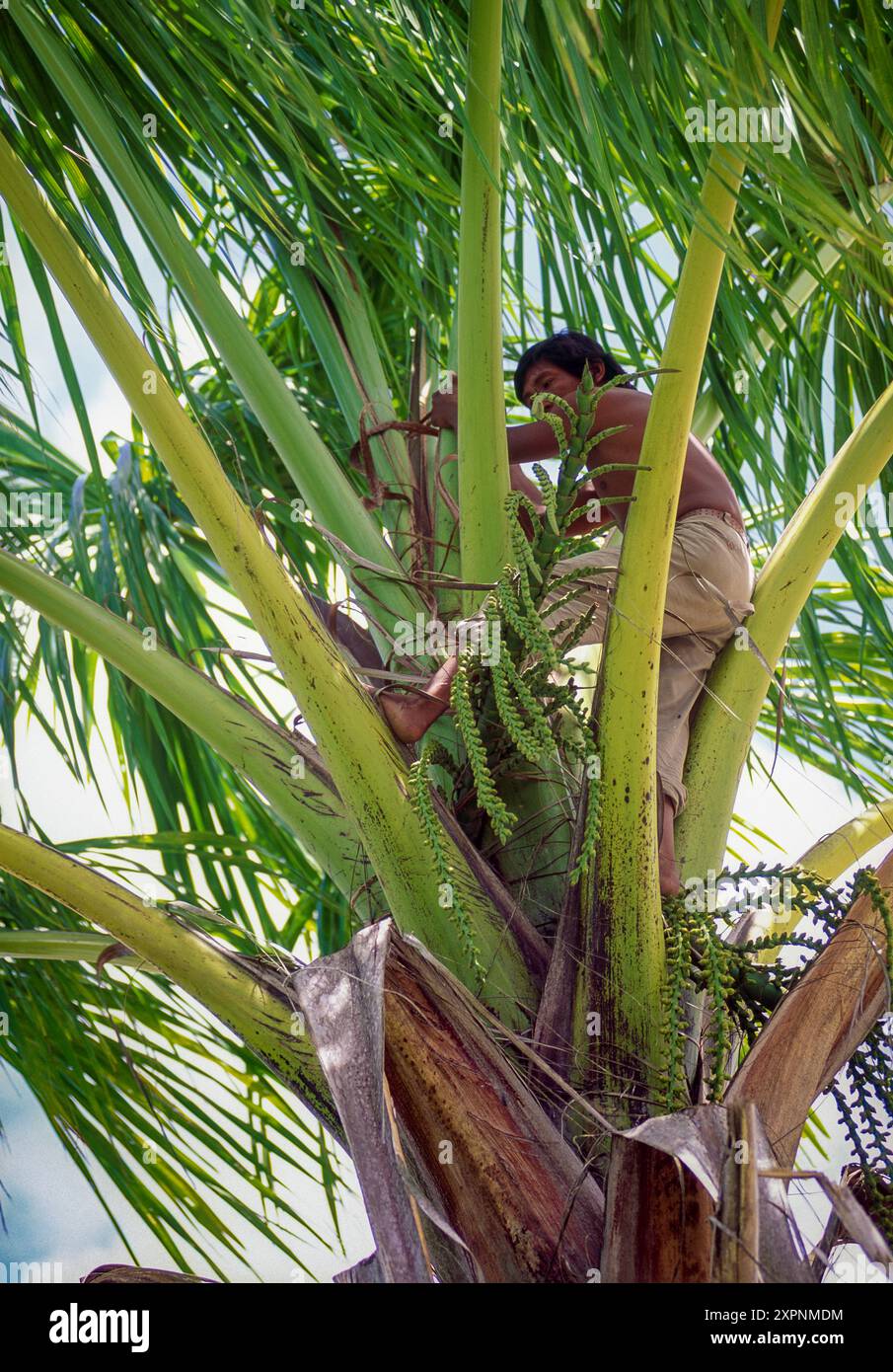 Man on top of a moriche palm cutting fronds for basket making, Delta ...