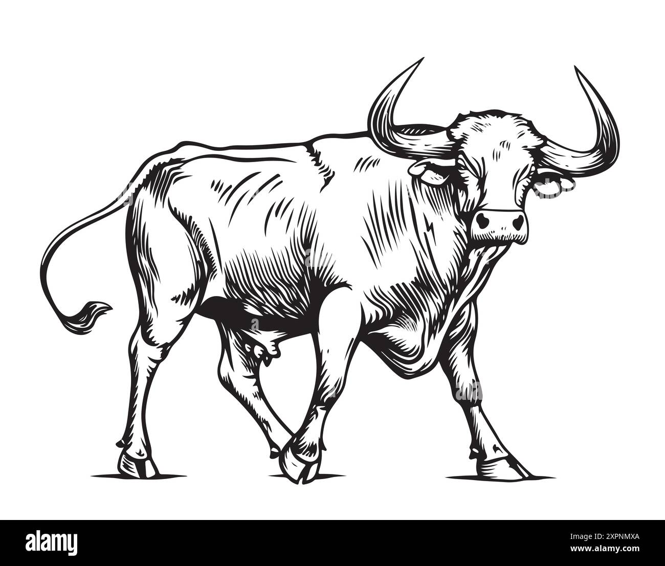 Bull Cow sketch hand drawn engraving style Vector illustration Stock ...