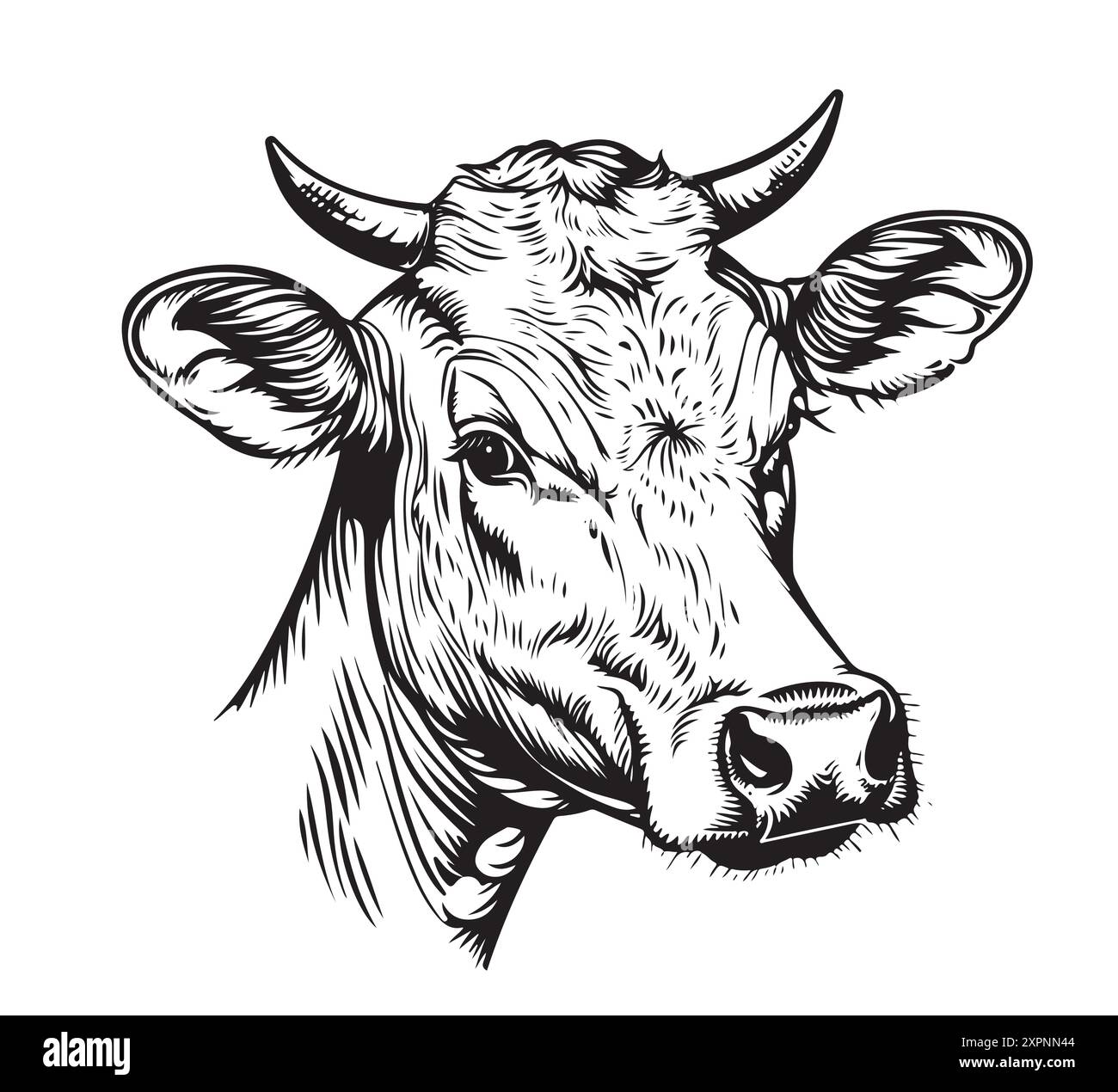 Farm cow head logo sketch hand drawn line art engraving Vector ...