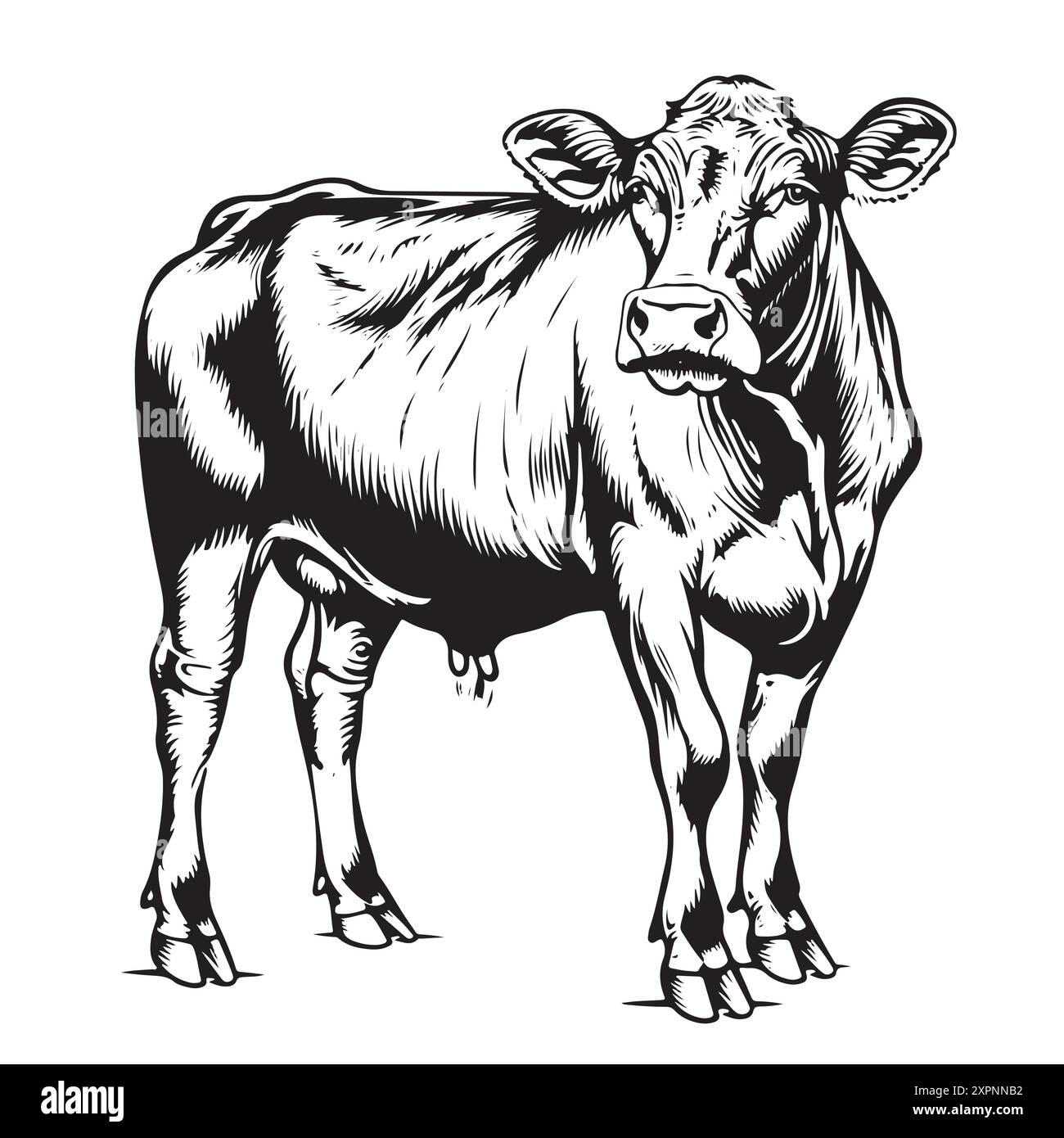 Working Cattle Drawings