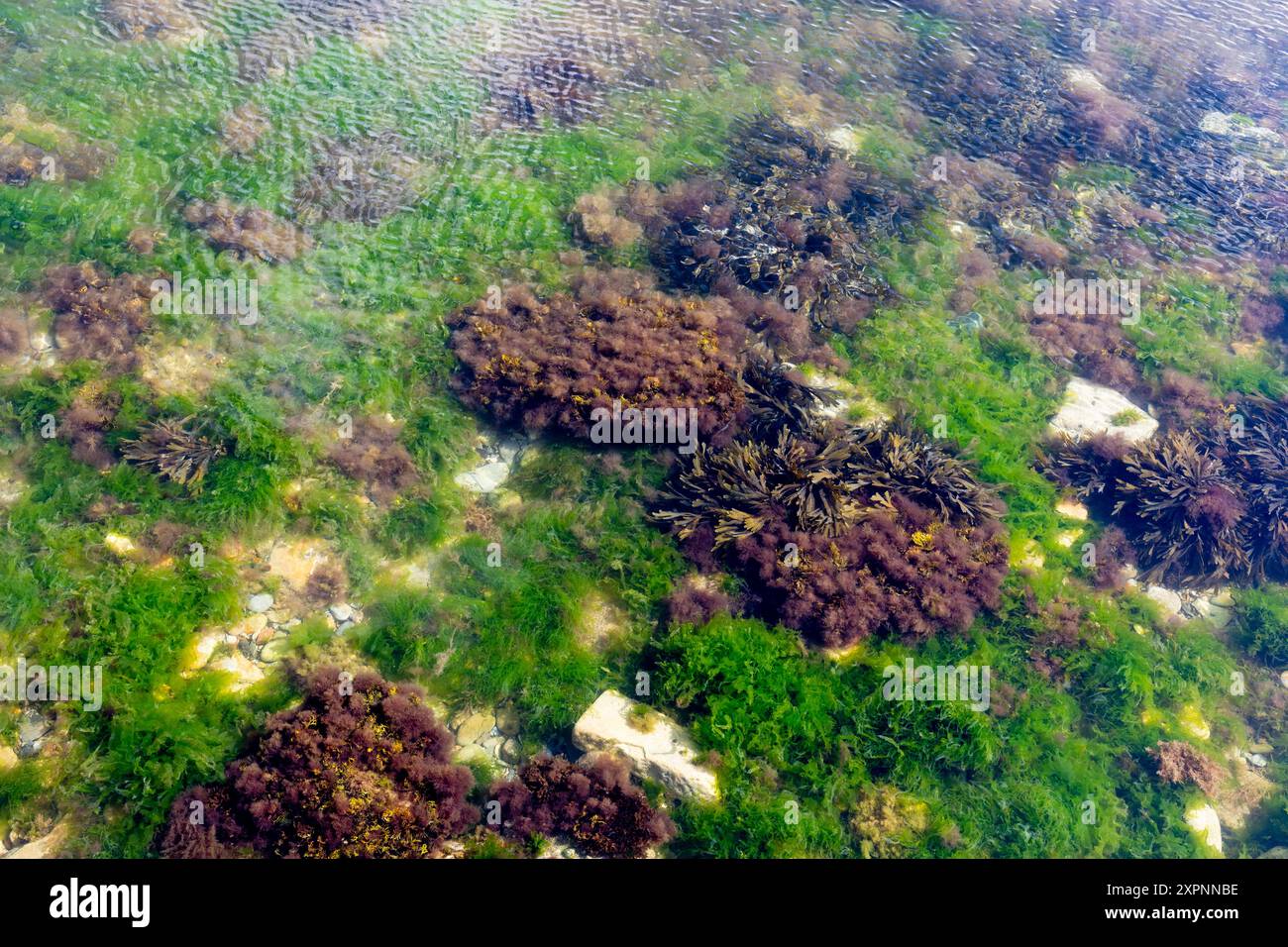 Macroalgae, Seaweed underwater in Swanage Bay, Dorset, UK Stock Photo ...