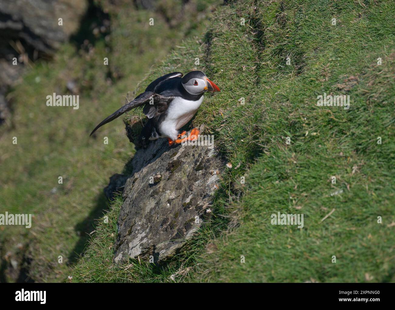 Atlantic puffins on the cliffs of Hermaness, Unst, Shetland Stock Photo ...