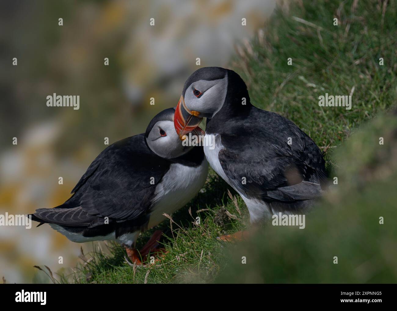 Atlantic puffins "billing" on the cliffs of Hermaness, Unst, Shetland ...
