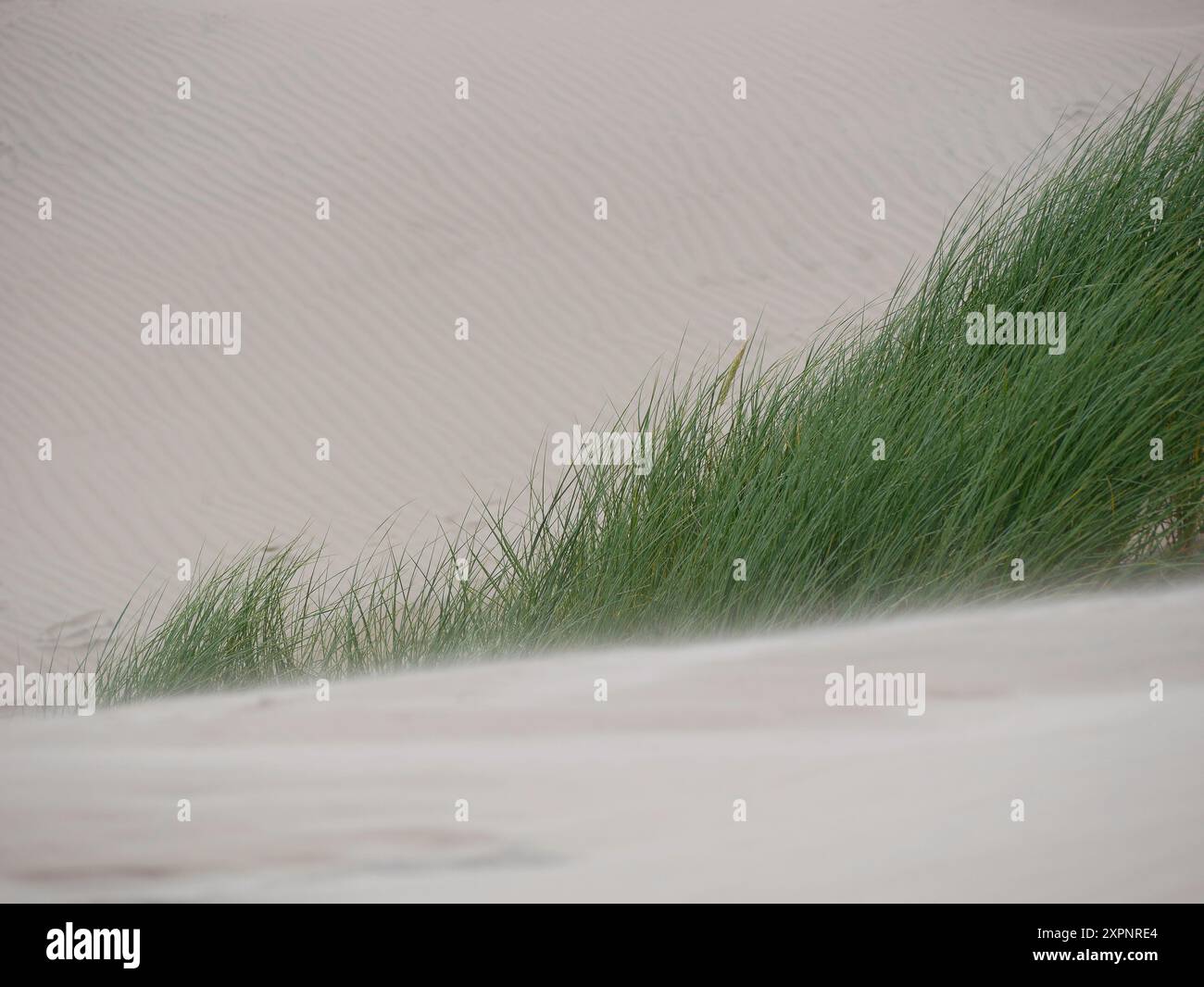 Rabjerg Mile - moving migrating coastal dune near Skagen, Denmark ...