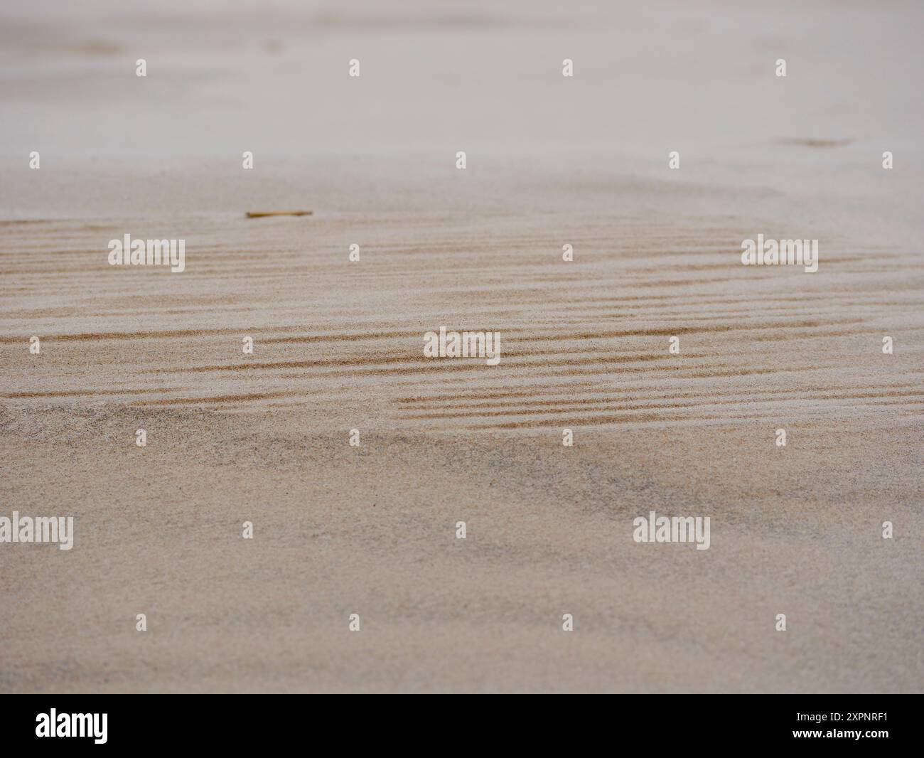Rabjerg Mile - moving migrating coastal dune near Skagen, Denmark ...